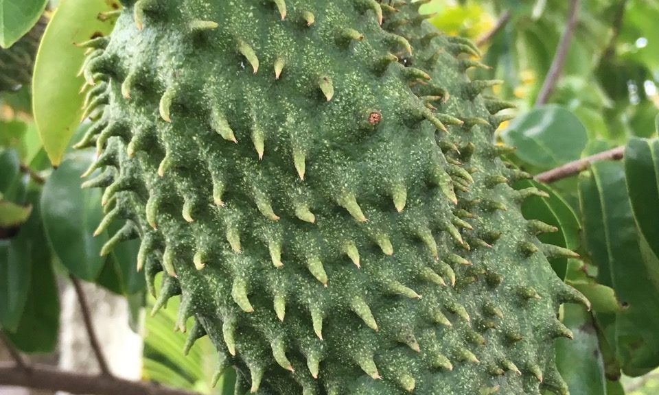 LES BIENFAITS DU COROSSOL | VIE D'EDEN